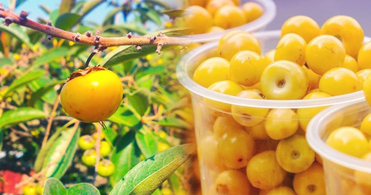 Nanchi: Conoce todo sobre la fruta típica de Nayarit